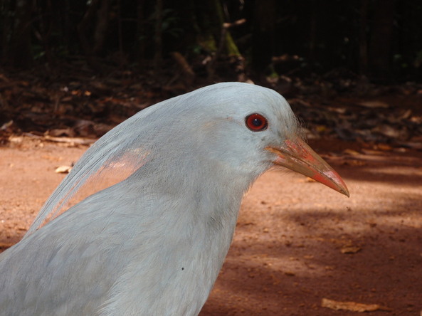 La légende du Cagou, roi des oiseaux – Association Présence Kanak – Maxha